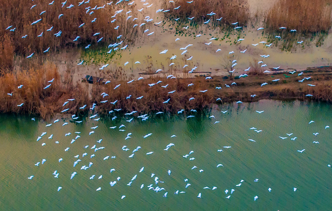 Xitoy hayvonot bog'idagi ulkan panda, gulli kiyim kiygan pingvinlar ...