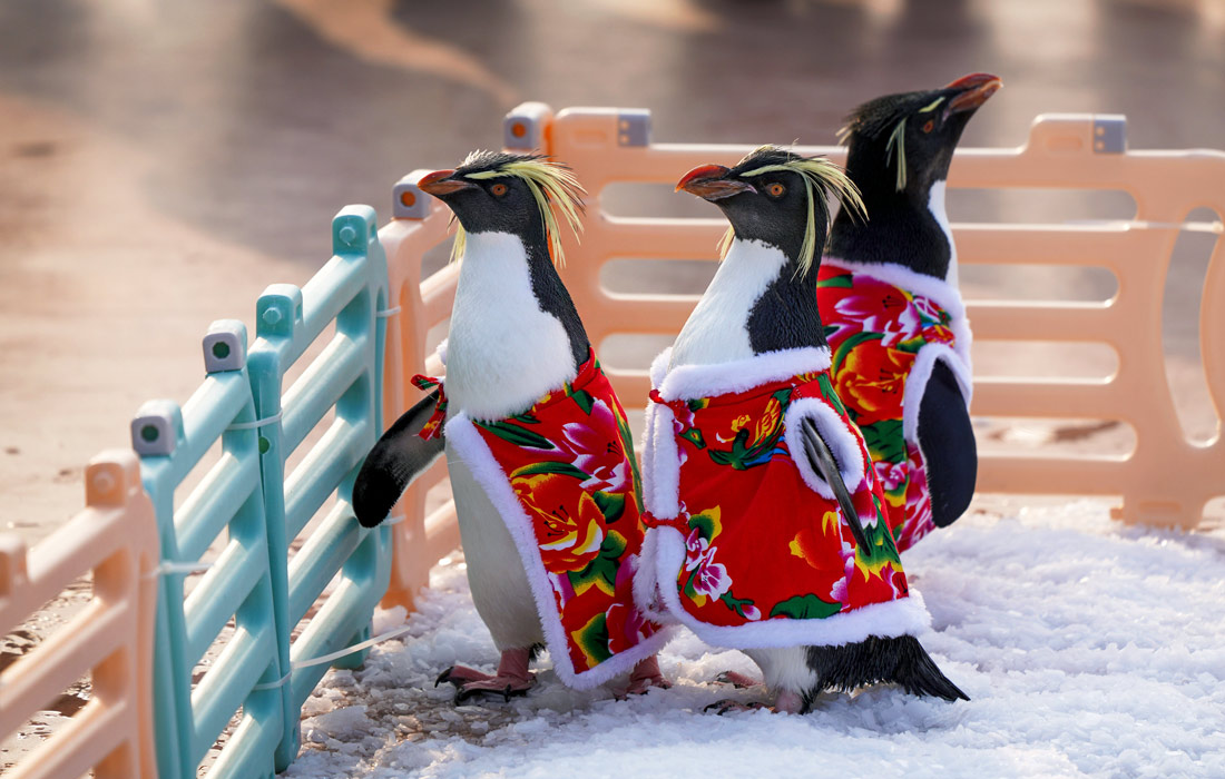 Xitoy hayvonot bog'idagi ulkan panda, gulli kiyim kiygan pingvinlar ...